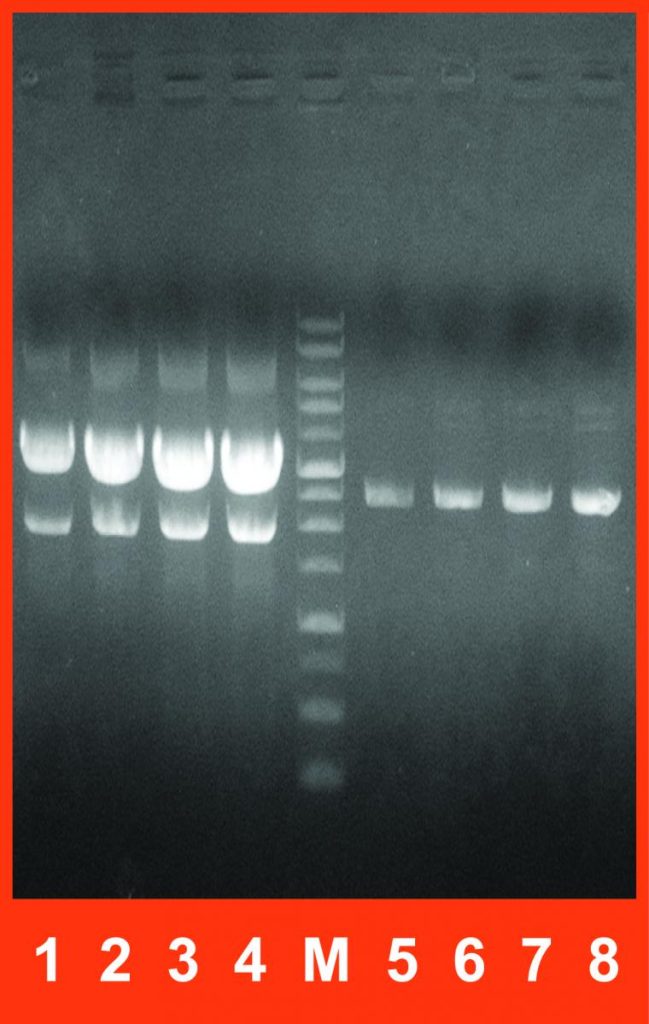 Presto™ Mini Plasmid Extraction Kit - DNA Cloning Service