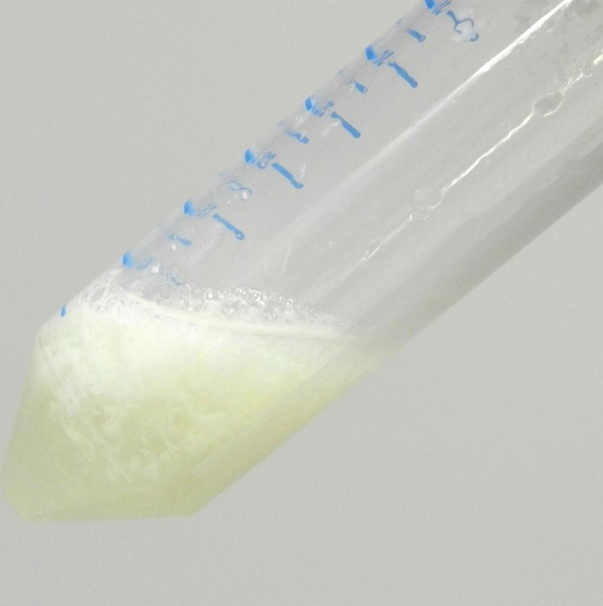 Presto™ Mini Plasmid Extraction Kit - DNA Cloning Service