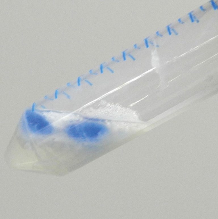 Presto™ Mini Plasmid Extraction Kit - DNA Cloning Service